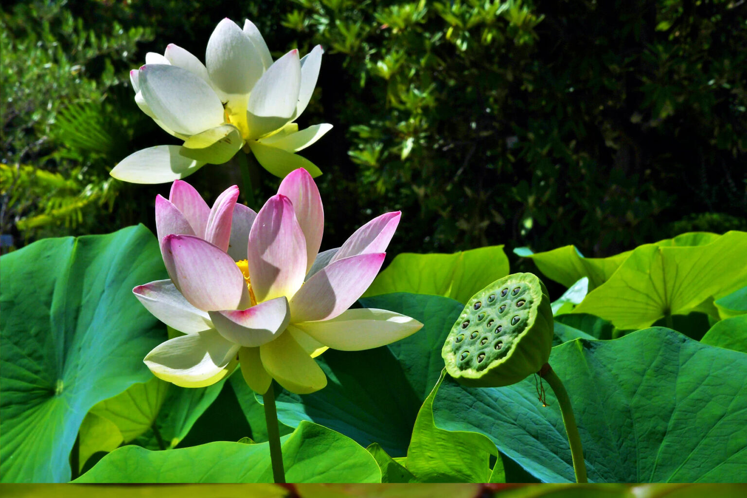 Tag des Baumes: Pionierbaumarten und die Zitterpappel, Rudolf Höcker ...