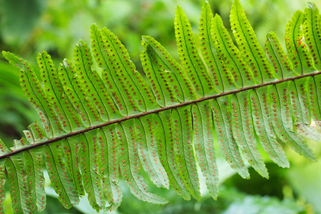Plantae Selectae: Pflanzen und ihre Abbildungen - Botanischer Garten Erlangen
